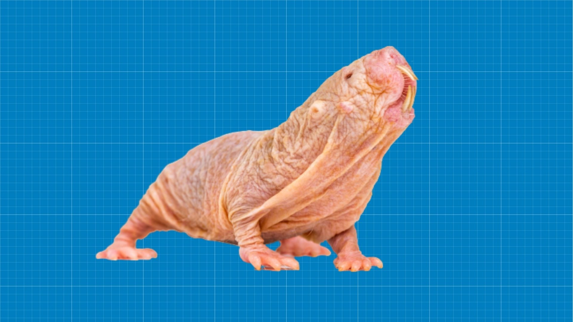 Scientists studied naked mole rats to avoid aging and cancer