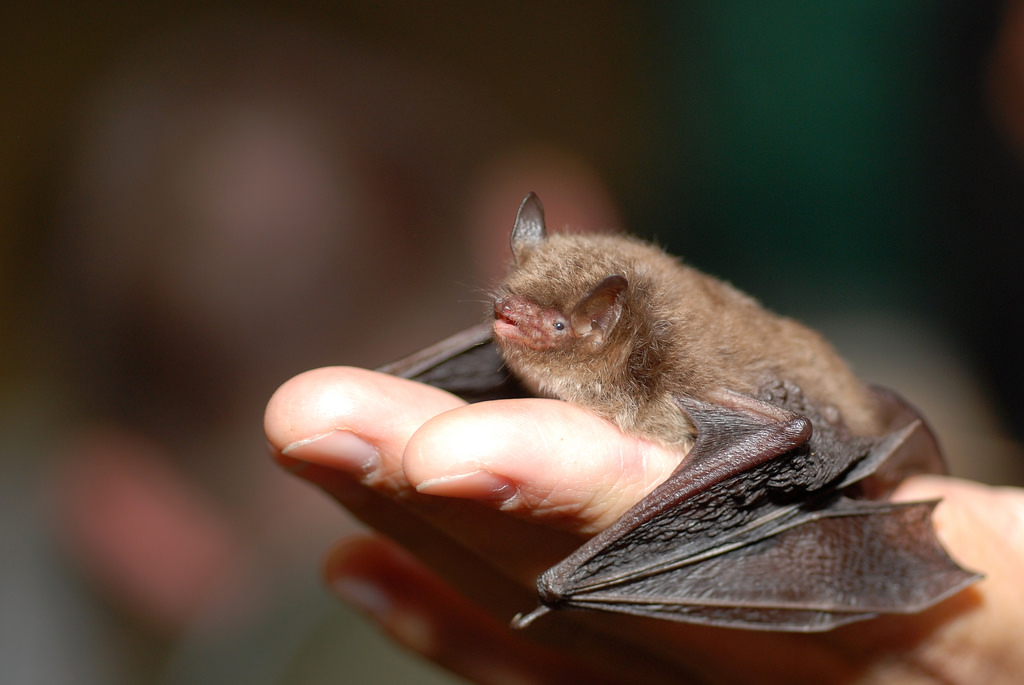 Can Bats Live Forever? A New Study Reveals the Secret behind Bats ...