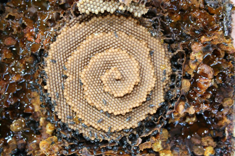 Australian Stingless Bees Build Stunning Spiral Hives and No One's ...