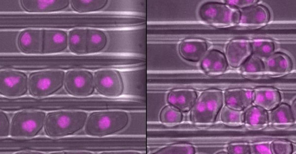 It Turns Out Cells Need to Stay in Shape for Reproductive Success