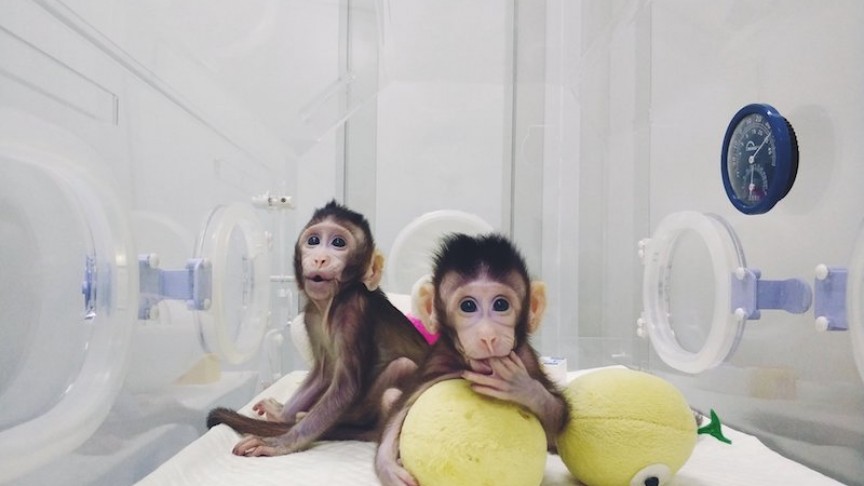 Scientists Clone Monkeys for the First Time, Getting Closer to Cloning ...