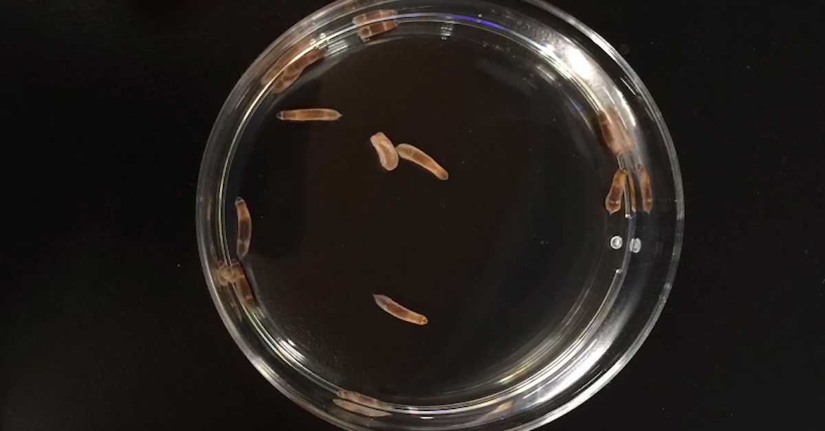 New Study Unlocks Secrets of Full Body Regeneration in Animals