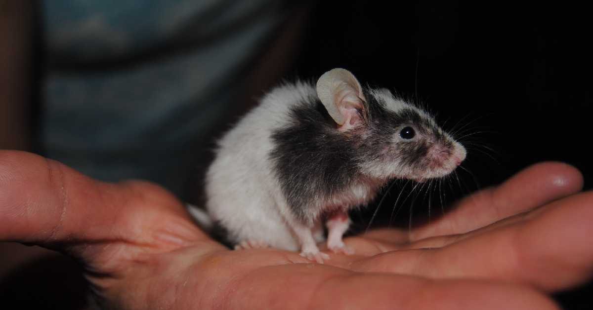 Scientists Grow Bio-artificial Oesophagus and Implant Them in Lab Rats