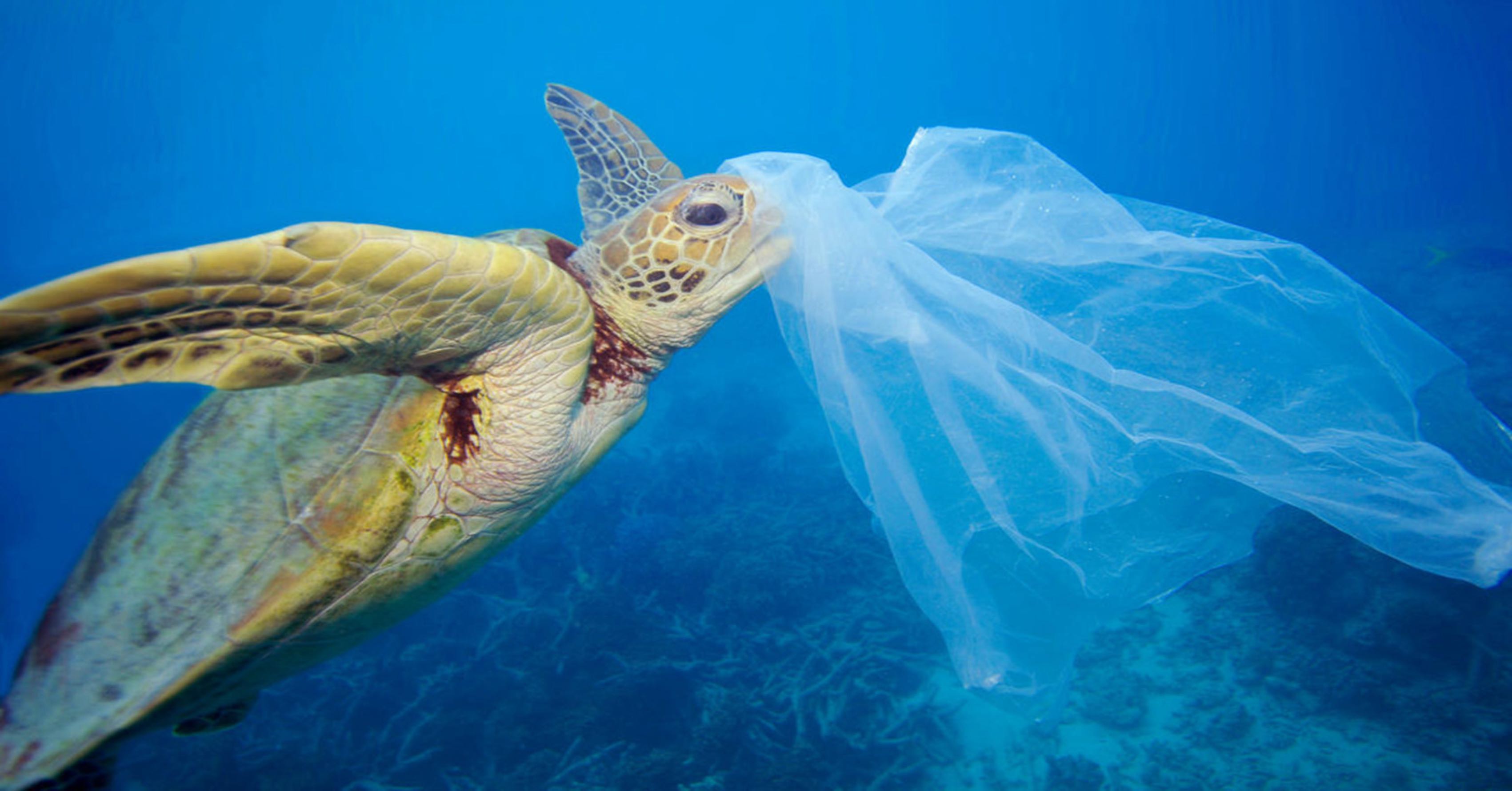 WWF Report on the Impact of Human Activity on Millions of Animals Species
