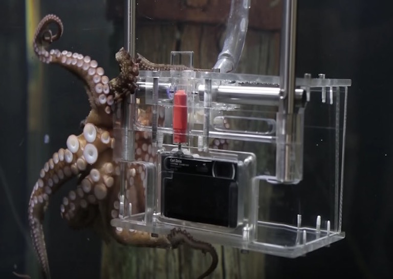 Scientists Just Taught an Octopus to Use a Camera