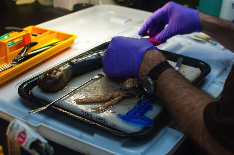 Scientists Find a Live Giant Shipworm and It's Straight out of Nightmares