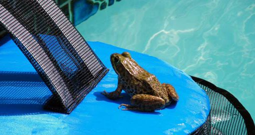 Meet FrogLog: A Tiny Little Inflatable Ramp That Saves Animals from ...
