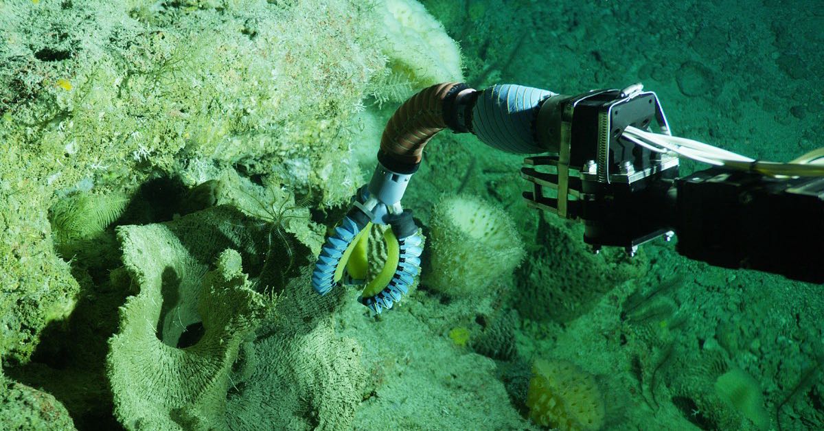This Soft Robotic Arm Allows Exploring the Delicate Sea Life Without ...