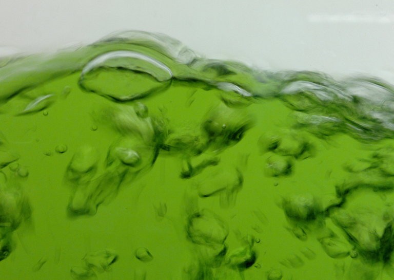 Imperial College team produces hydrogen from algae