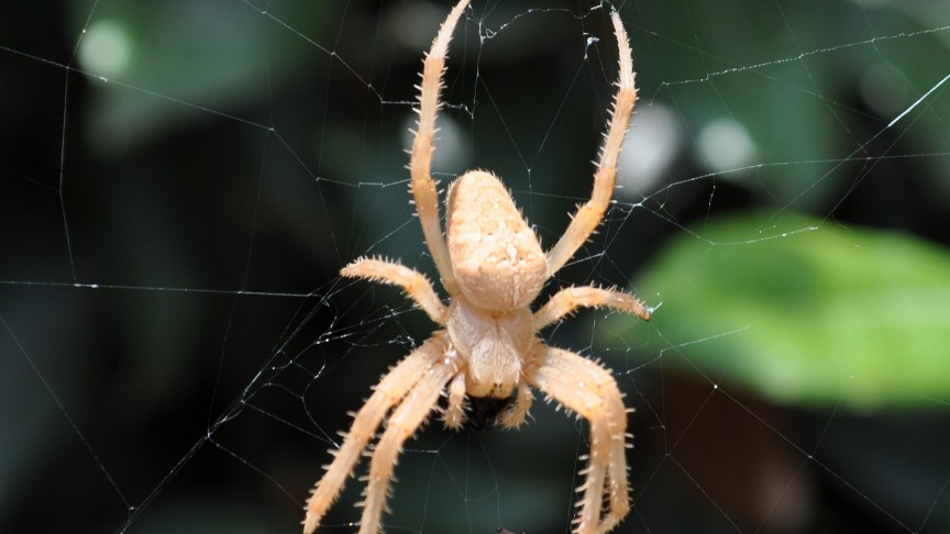 Spider Sculpts Large Decoy Spiders
