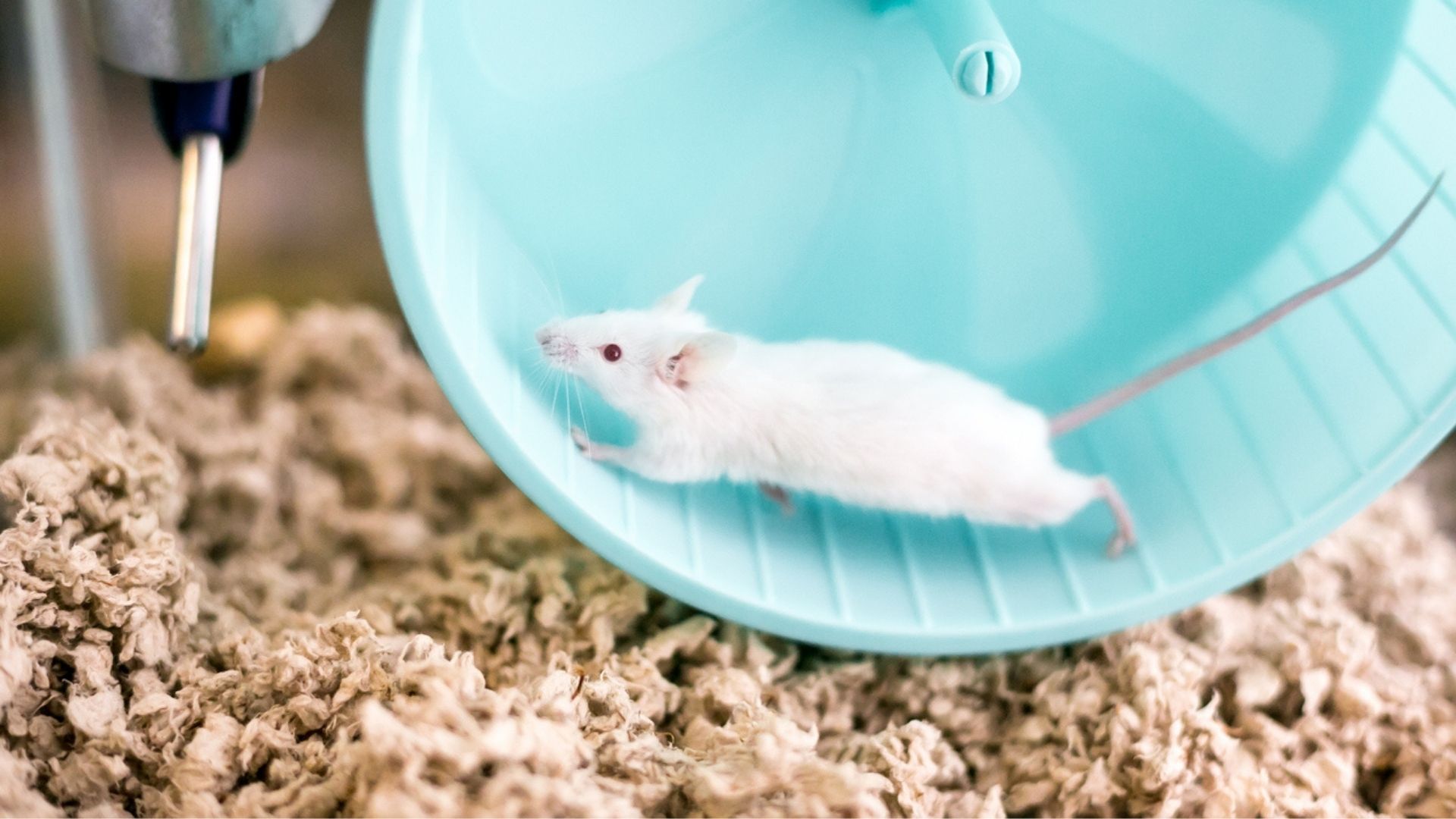 Injecting Idle Mice with Young Blood Made Them More Youthful