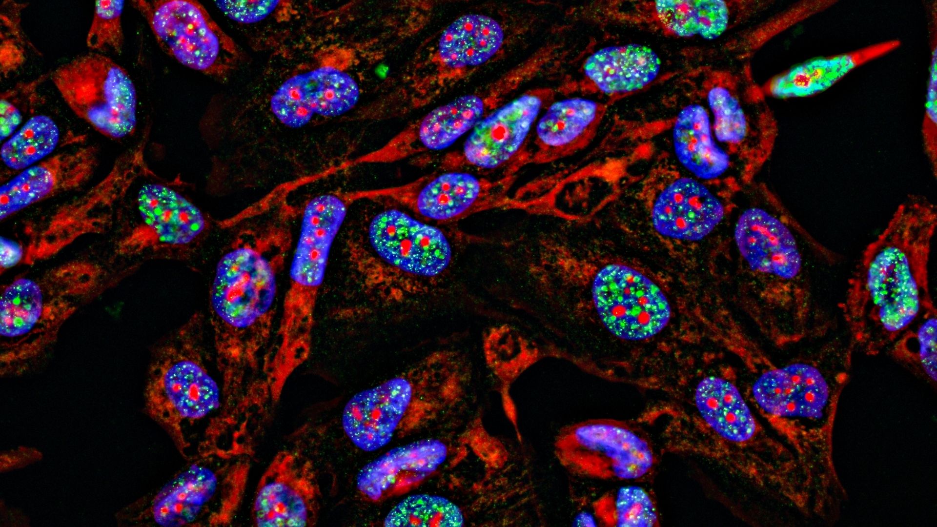 Researchers Create DNA Modified Cells to Fight Cancer | IE