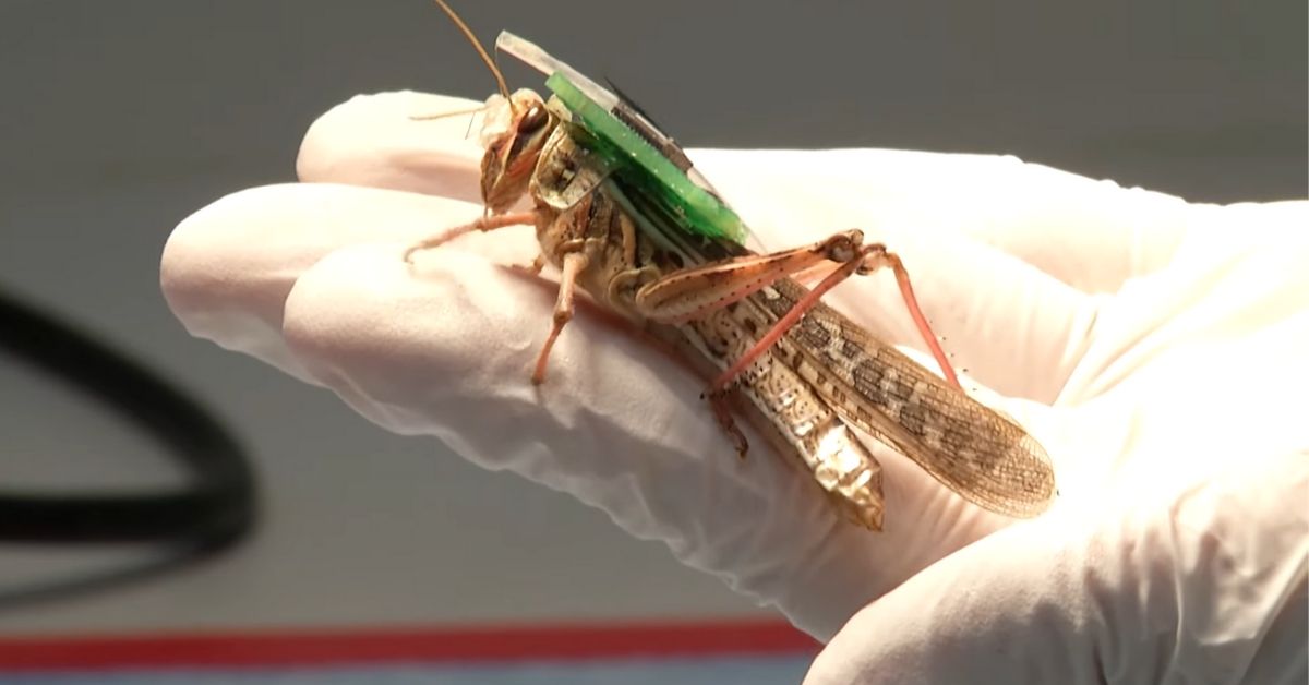 Scientists Designed Cyborg Grasshoppers That Sniff Out Bombs