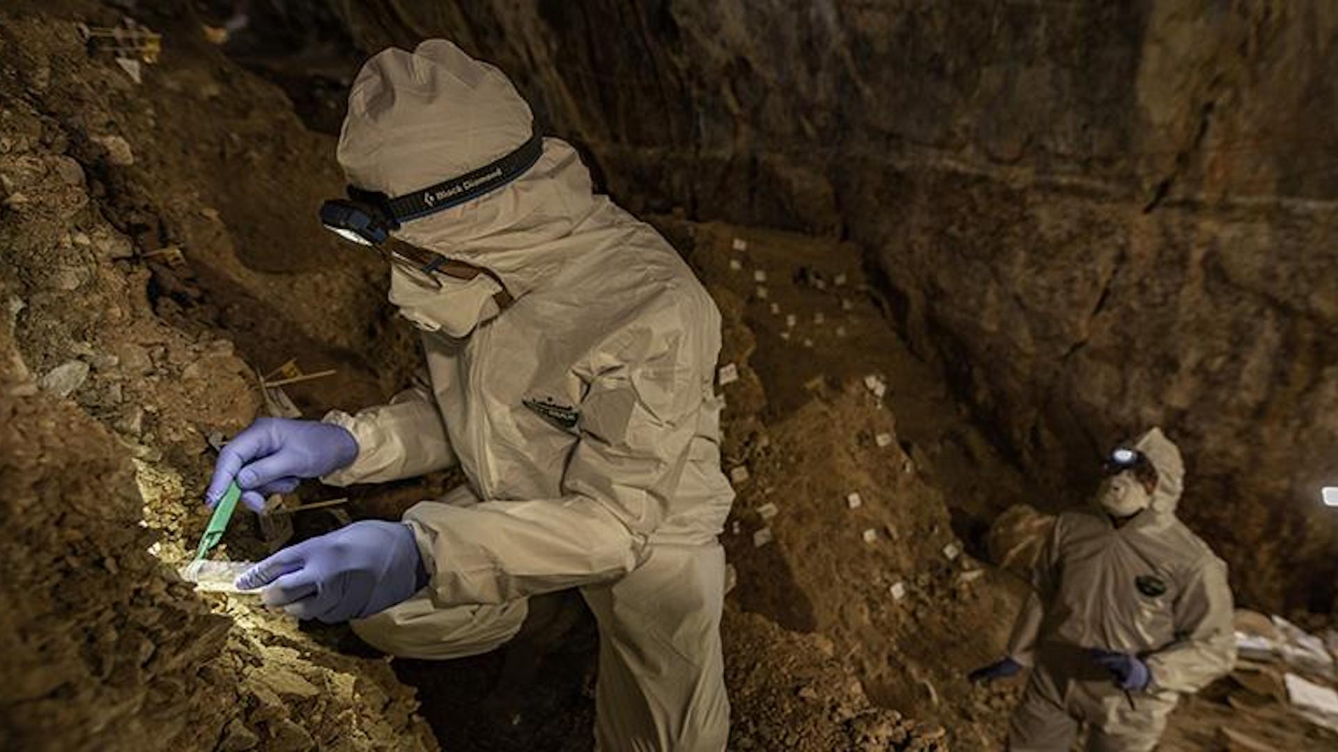 Scientists Reconstruct Stone Age Bear Genome From Cave Soil | IE
