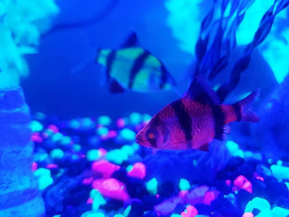 11 Real Examples of Genetically Modified Organisms: Marvels or Monsters