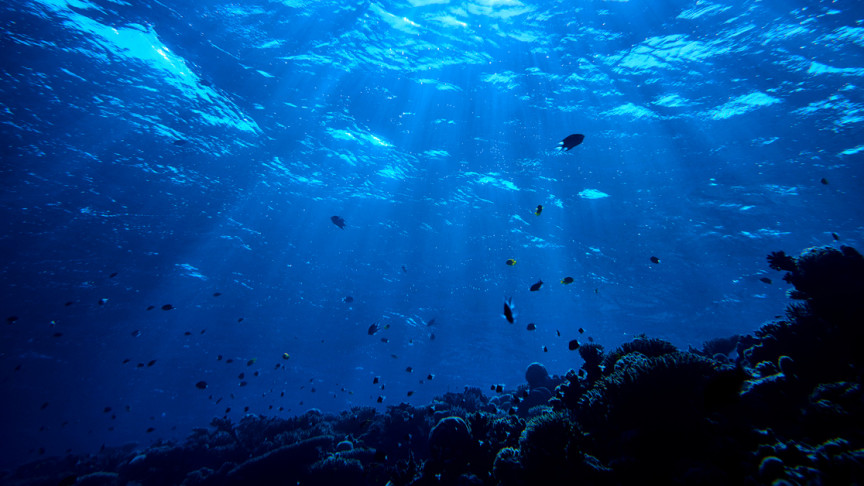 Scientists Collect Deep Sea Species’ DNA to Identify Them | IE