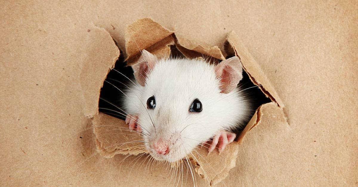 Aging Delayed in Older Mice Given Blood Enzyme from Young Mice