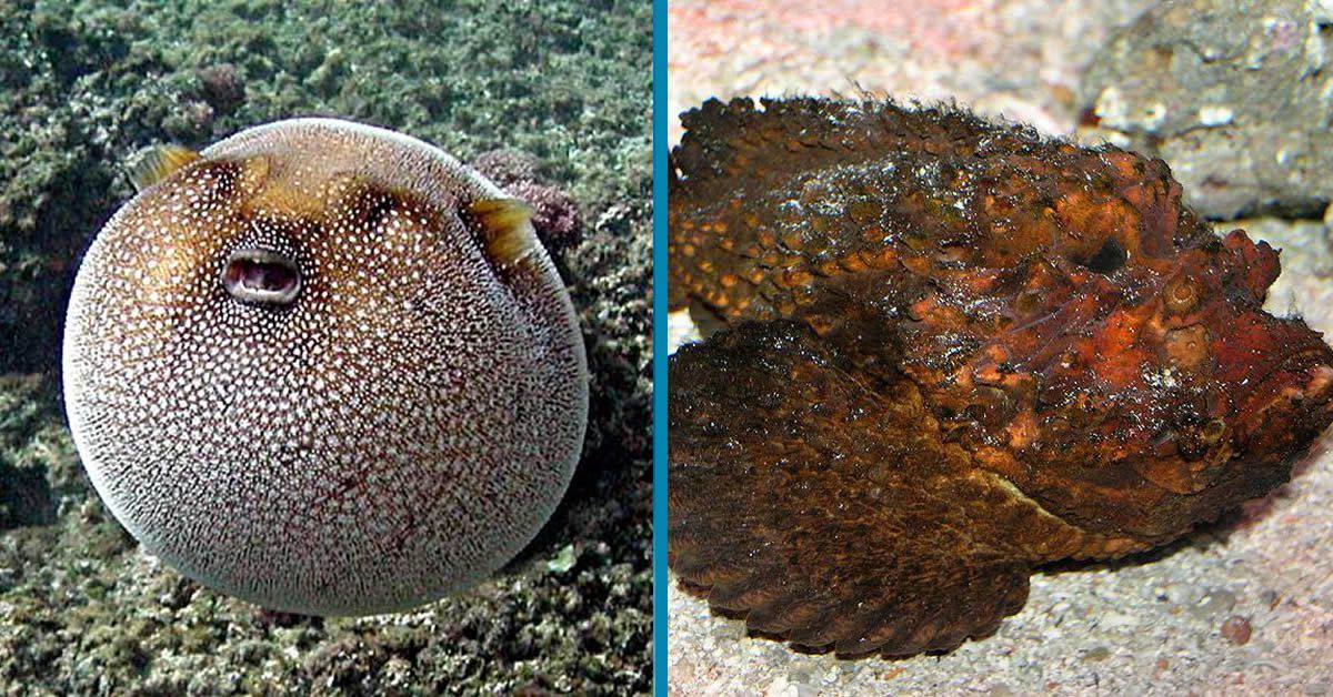 7 of the Deadliest Animals In The World's Oceans