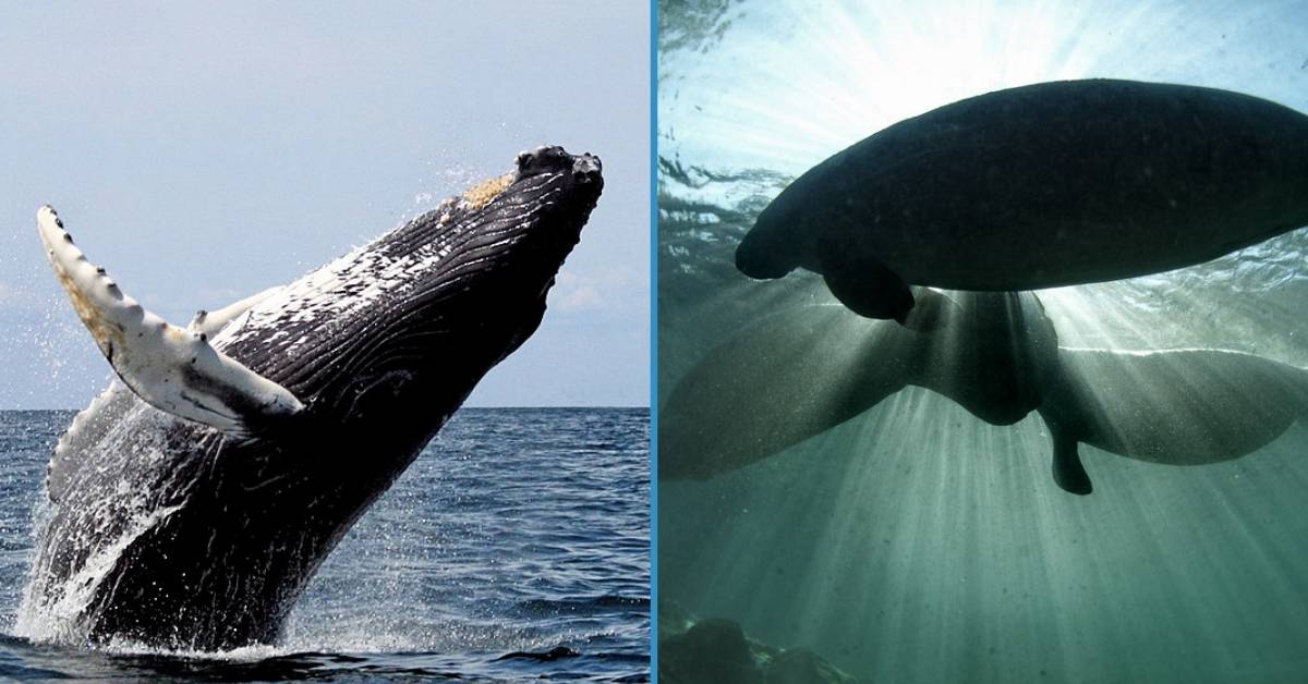 13 Eco-Friendly Victories to Celebrate Since the First Earth Day