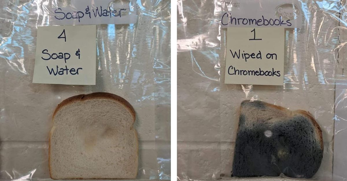 White Bread Mold Experiment Teaches the Importance of Washing Hands