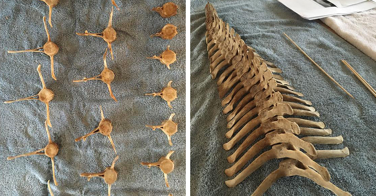 Man Finds Vertebrae Bones on the Beach, Puts Them Back Together Like a ...