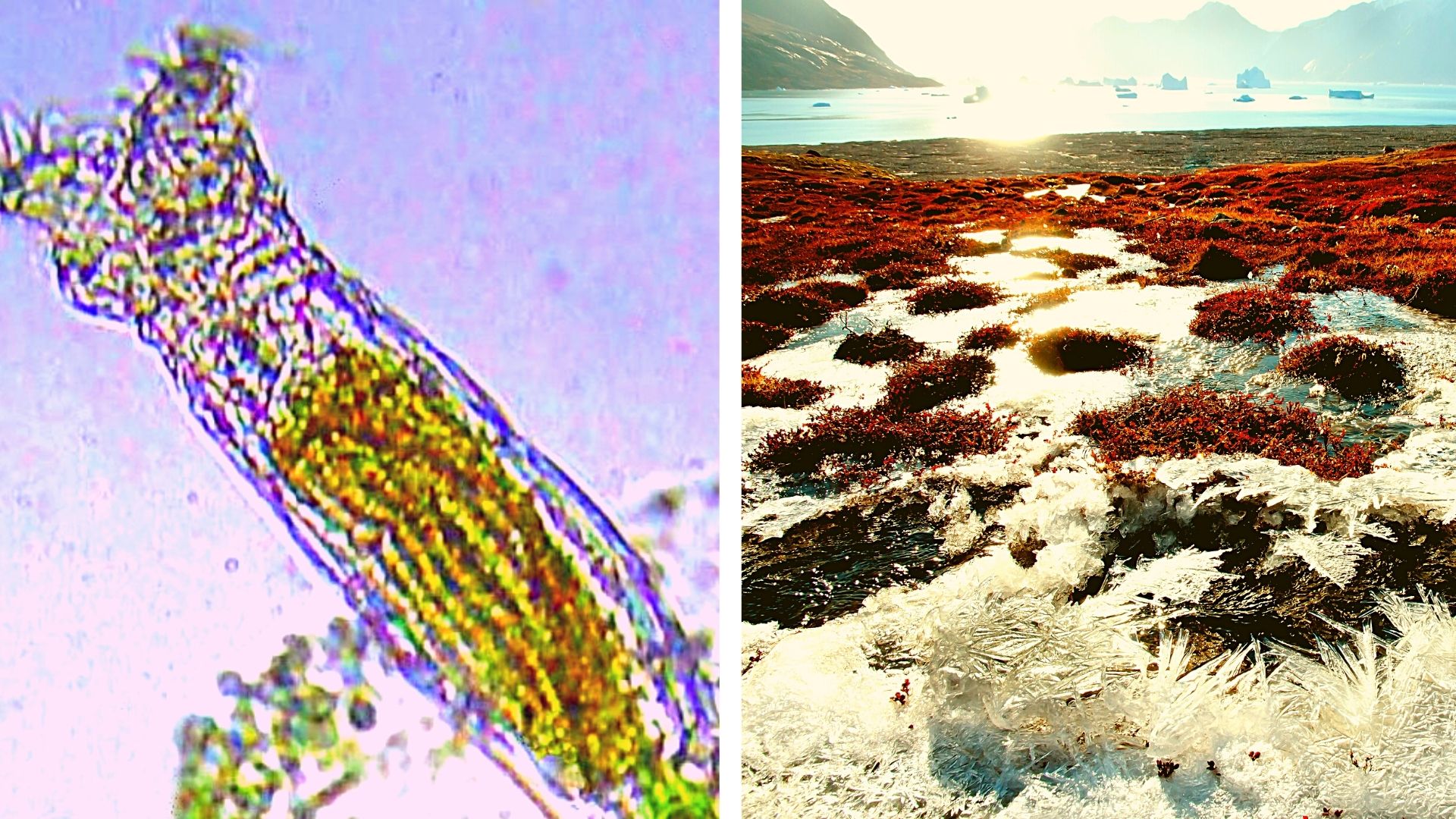 Scientists Just Revived Creatures Frozen in the Arctic For 24,000 Years ...