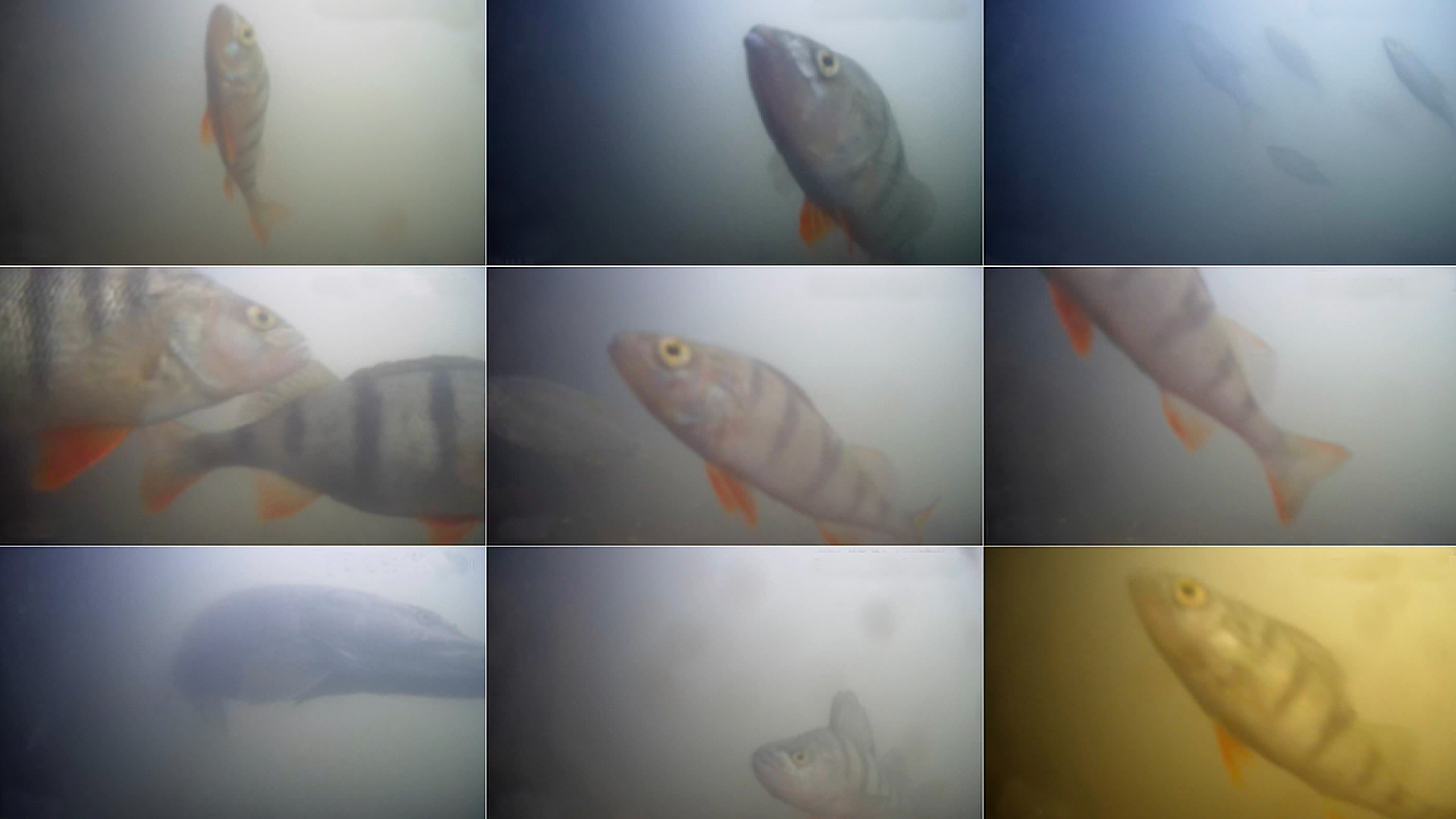 World's First Fish Doorbell Lets People Help Fish | IE