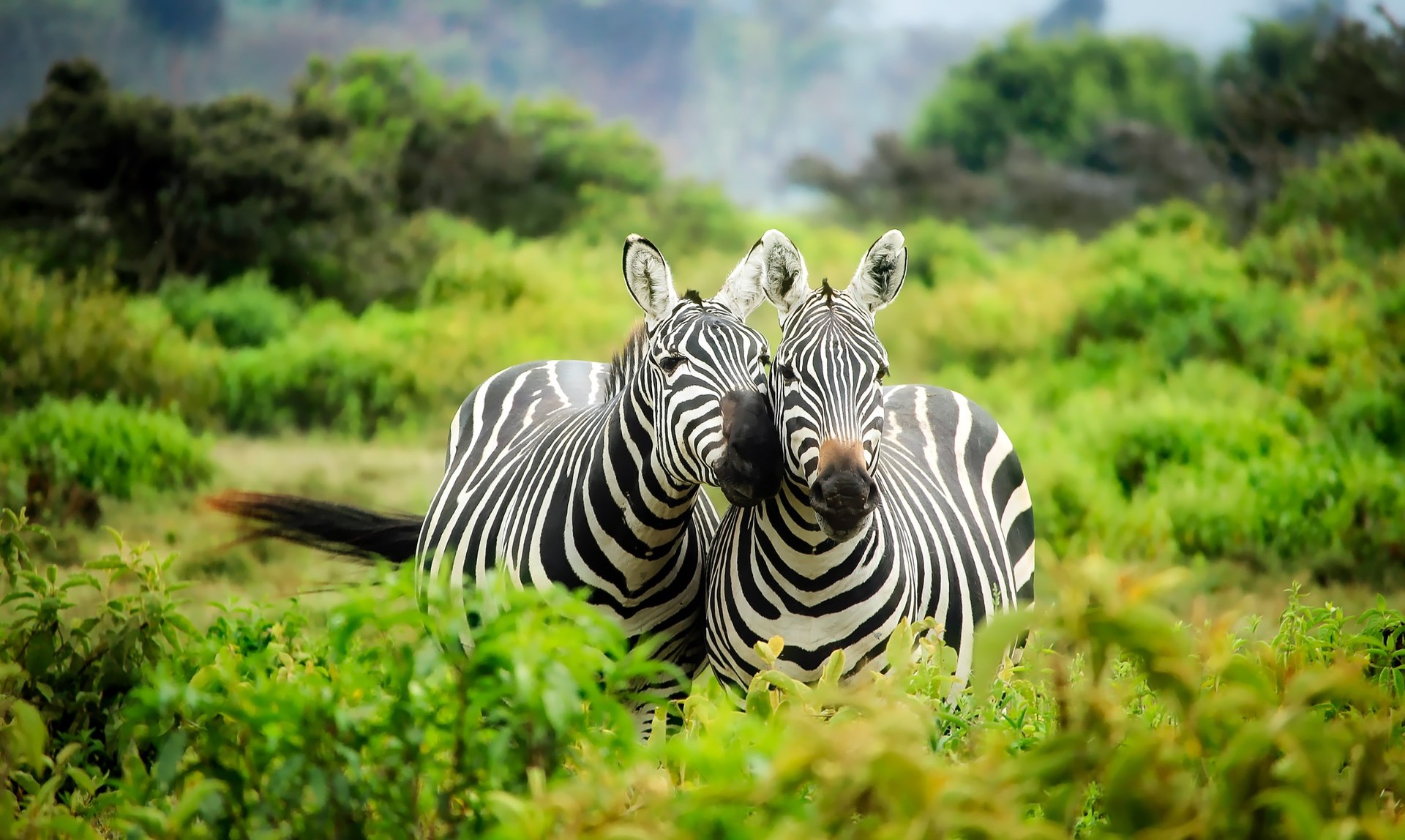 New Research Reveals Zebra Stripes Are Used to Control Their Body ...