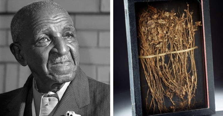 George Washington Carver Inventor