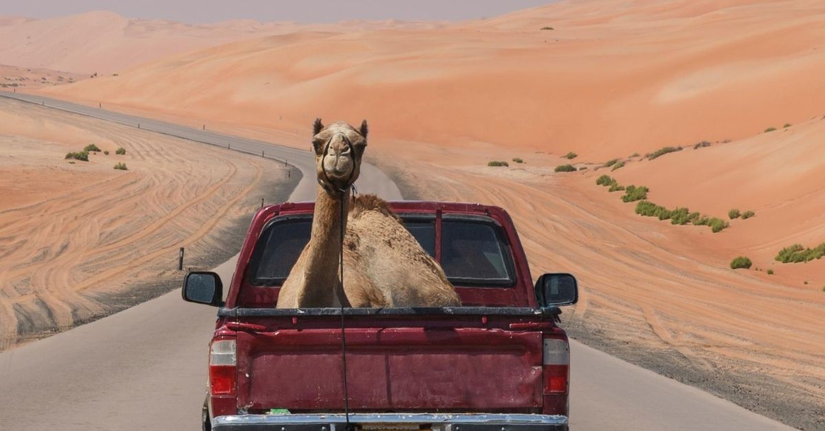 Camels Originated in North America, Probably Roamed Hollywood