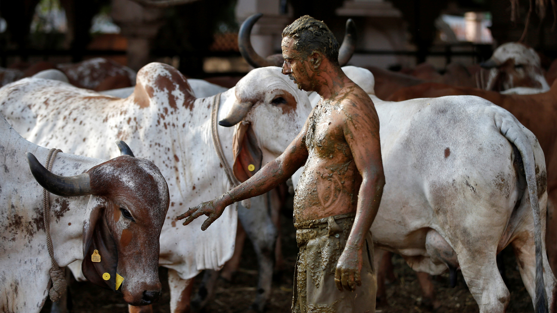 Cow Dung and Urine Can't Cure COVID-19, Indian Doctors Say | IE