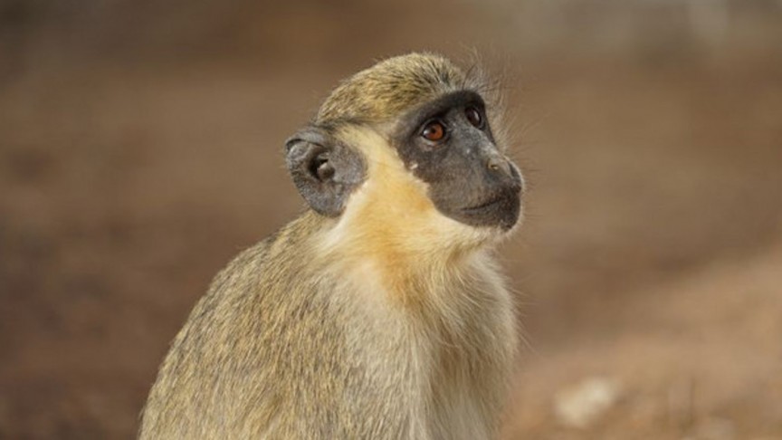 call monkey Cheaper Than Retail Price> Buy Clothing, Accessories and ...