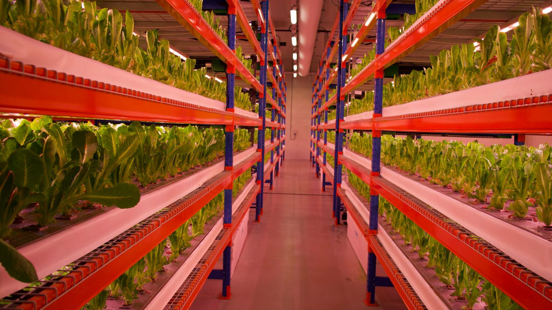 The world's largest vertical farm using 95% less water opens in Dubai