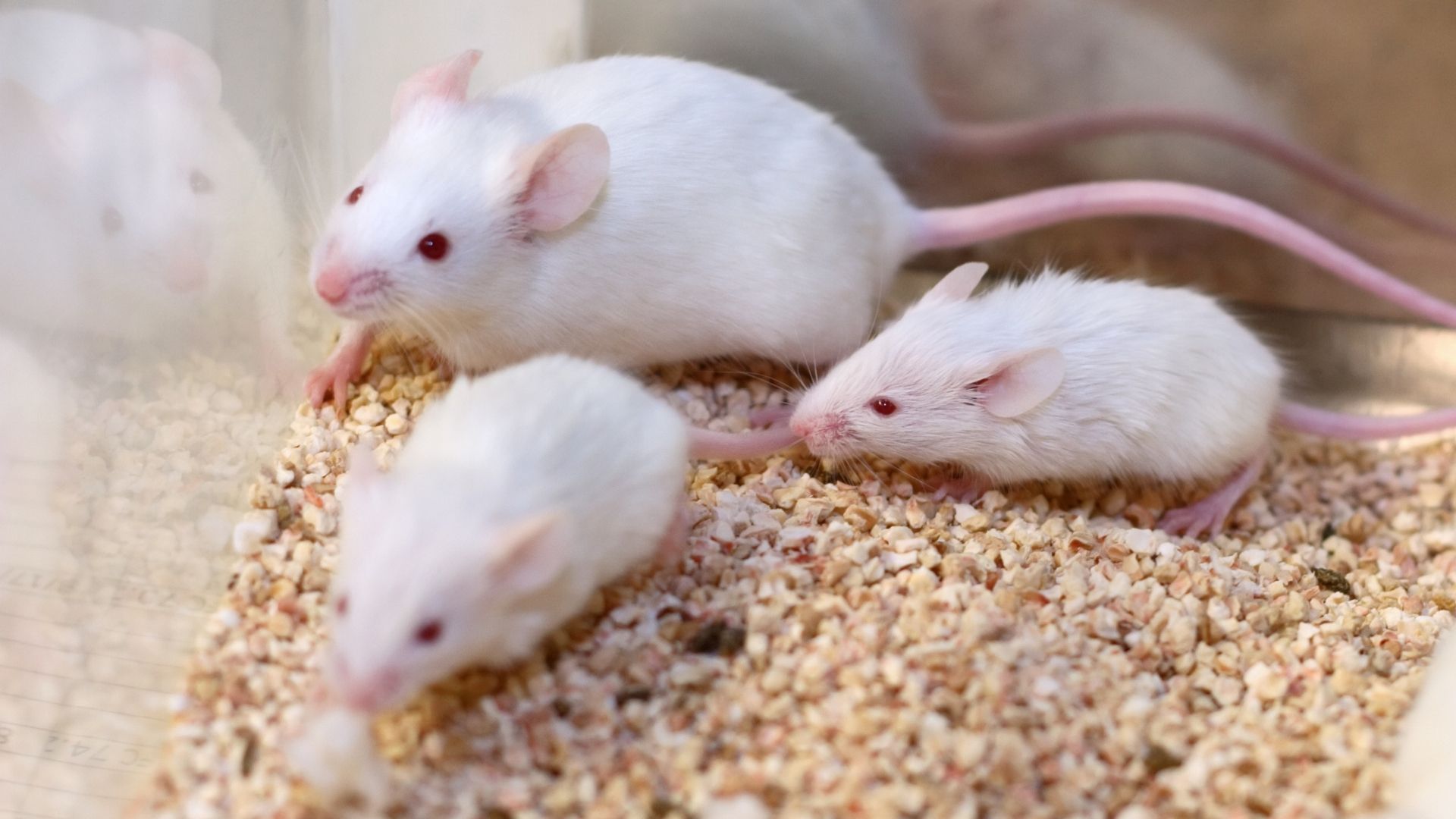 Cloned mice created from freeze dried skin cells in world first