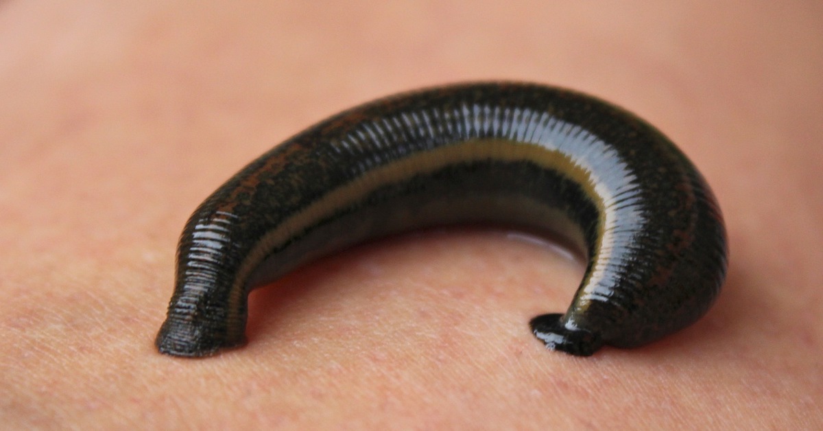 The Machine That Used Leeches to Predict the Weather