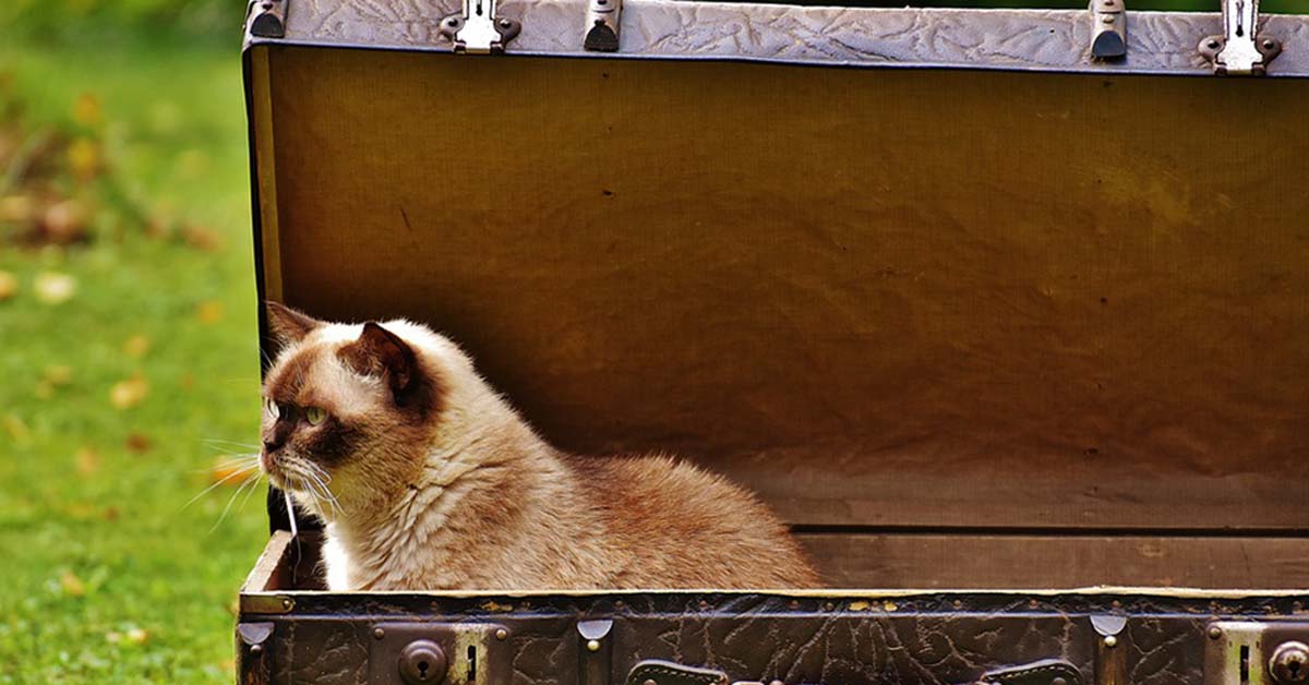 What is Schrödinger's Cat and why is everyone trying to kill it?