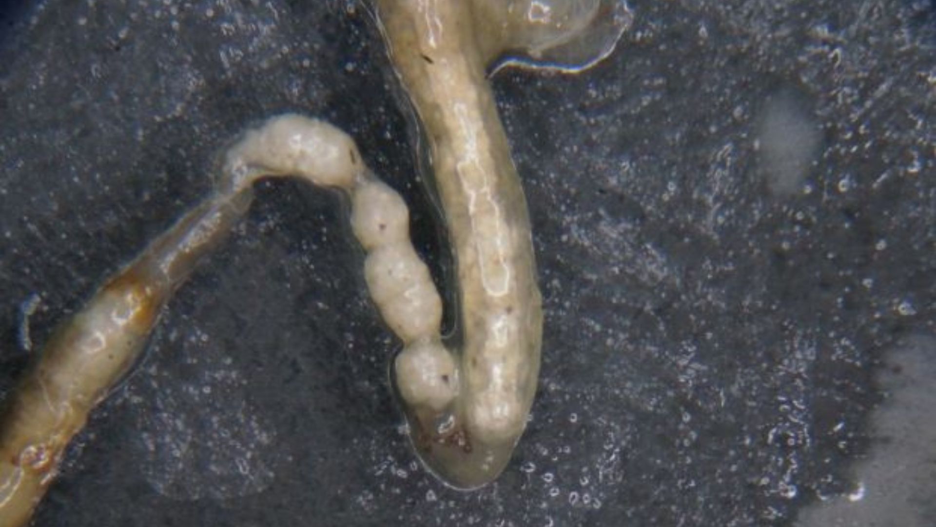 Plastic recycling: Extremely hungry superworms had plastic for dinner