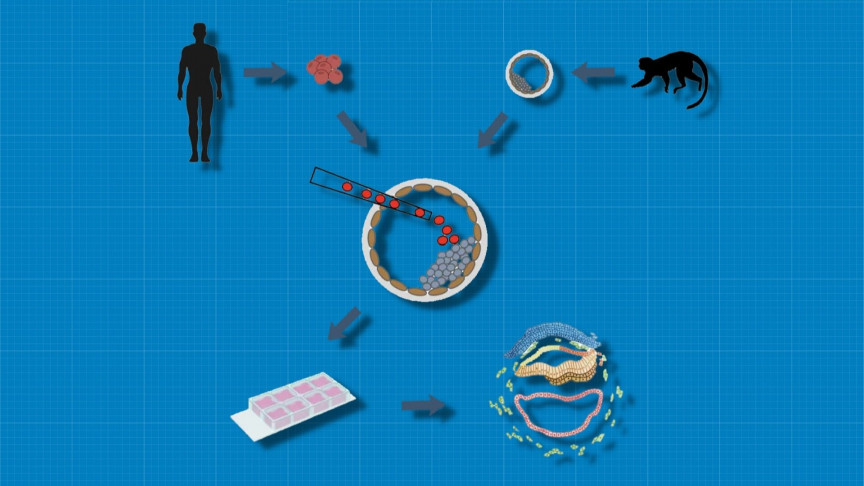 Human-Monkey Chimera Embryos Spark New Debate on Ethics | IE