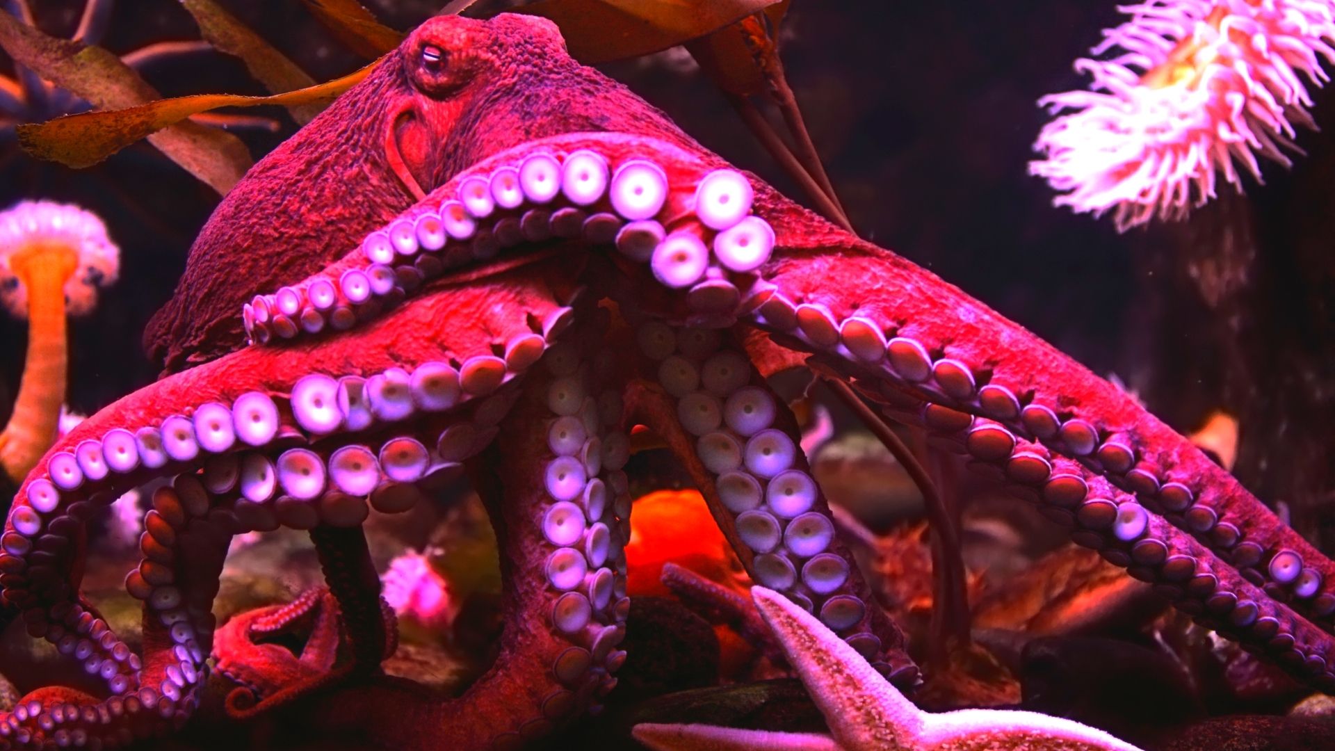 Octopuses Might Have Dreams and Undergo Shifts in Color | IE