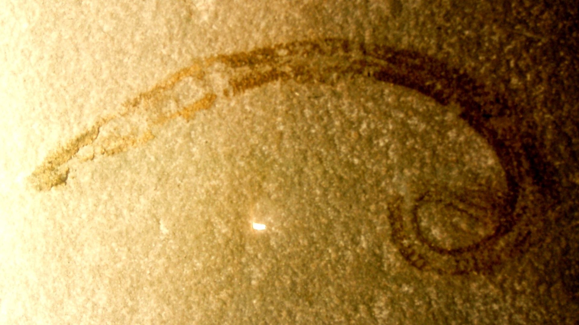 Real Life Resurrections: Worms Frozen for 42,000 Years Come Back to ...