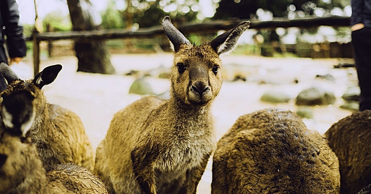 Kangaroos 'Talk' to Humans With Gaze - Like Dogs? | IE