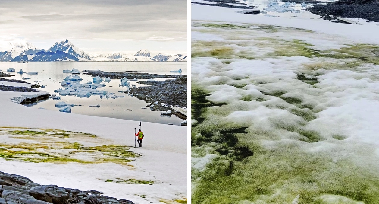 Green Algae Is Blooming in Antarctica, but What Does It Mean?