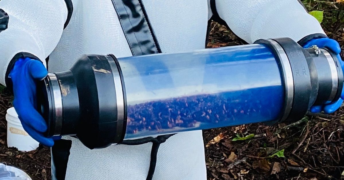 First Discovered 'Murder Hornet' Nest - Vacuumed Out | IE