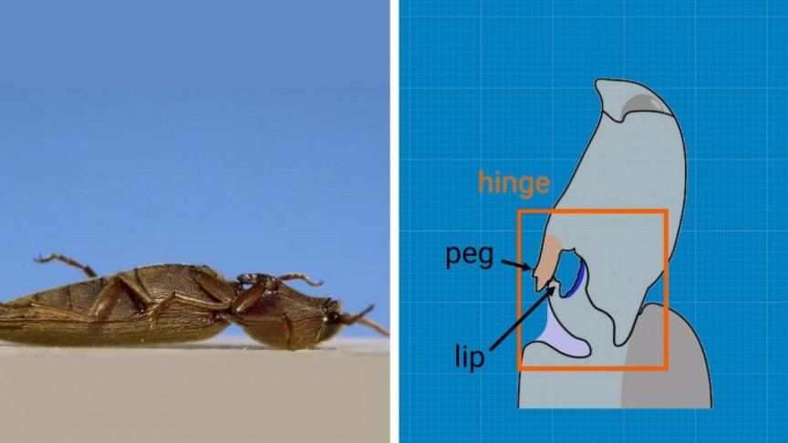 Scientists Study Incredible Energy of Click Beetles' Jump Motion | IE