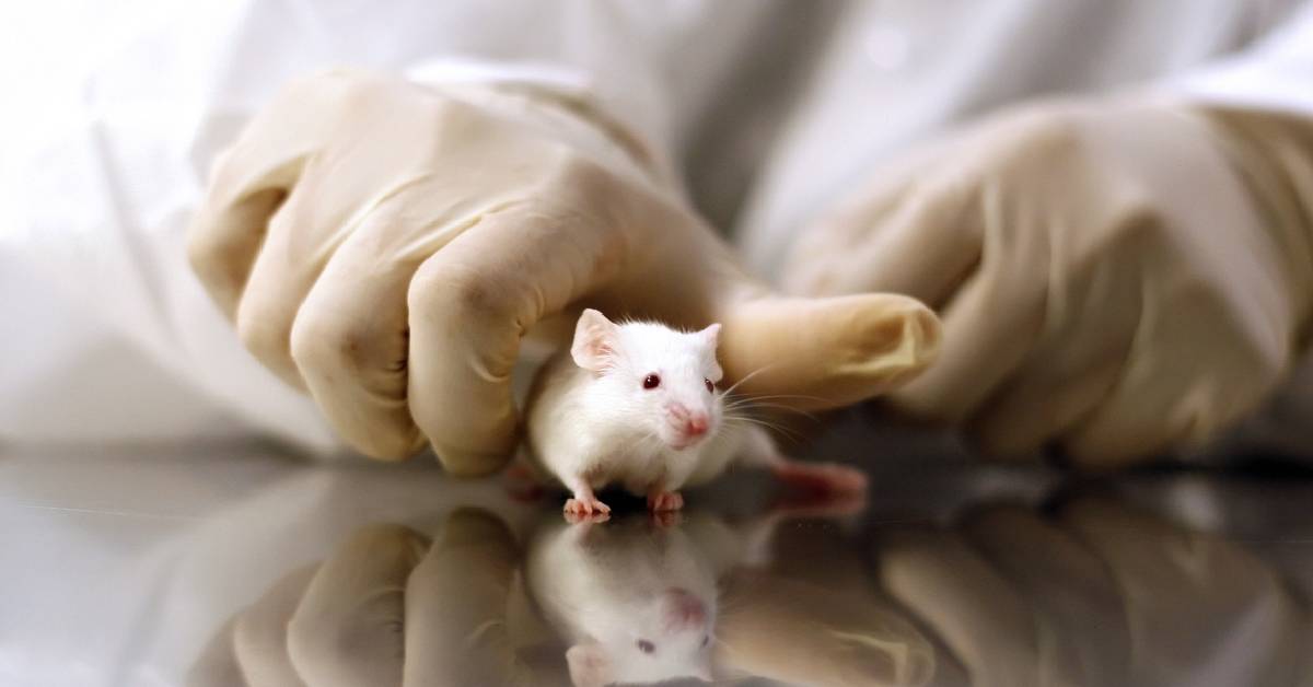 New Therapy Makes Paralyzed Mice Walk Again | IE