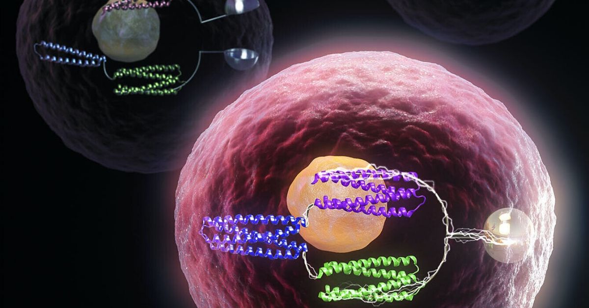 These Protein Logic Gates Turn Cells Into Computers