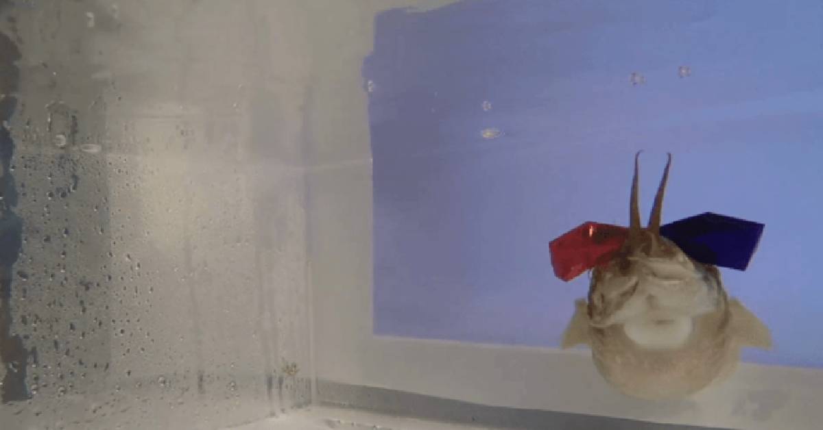 Adorable Cuttlefish with 3D Glasses Helps Researchers Evaluate How The ...