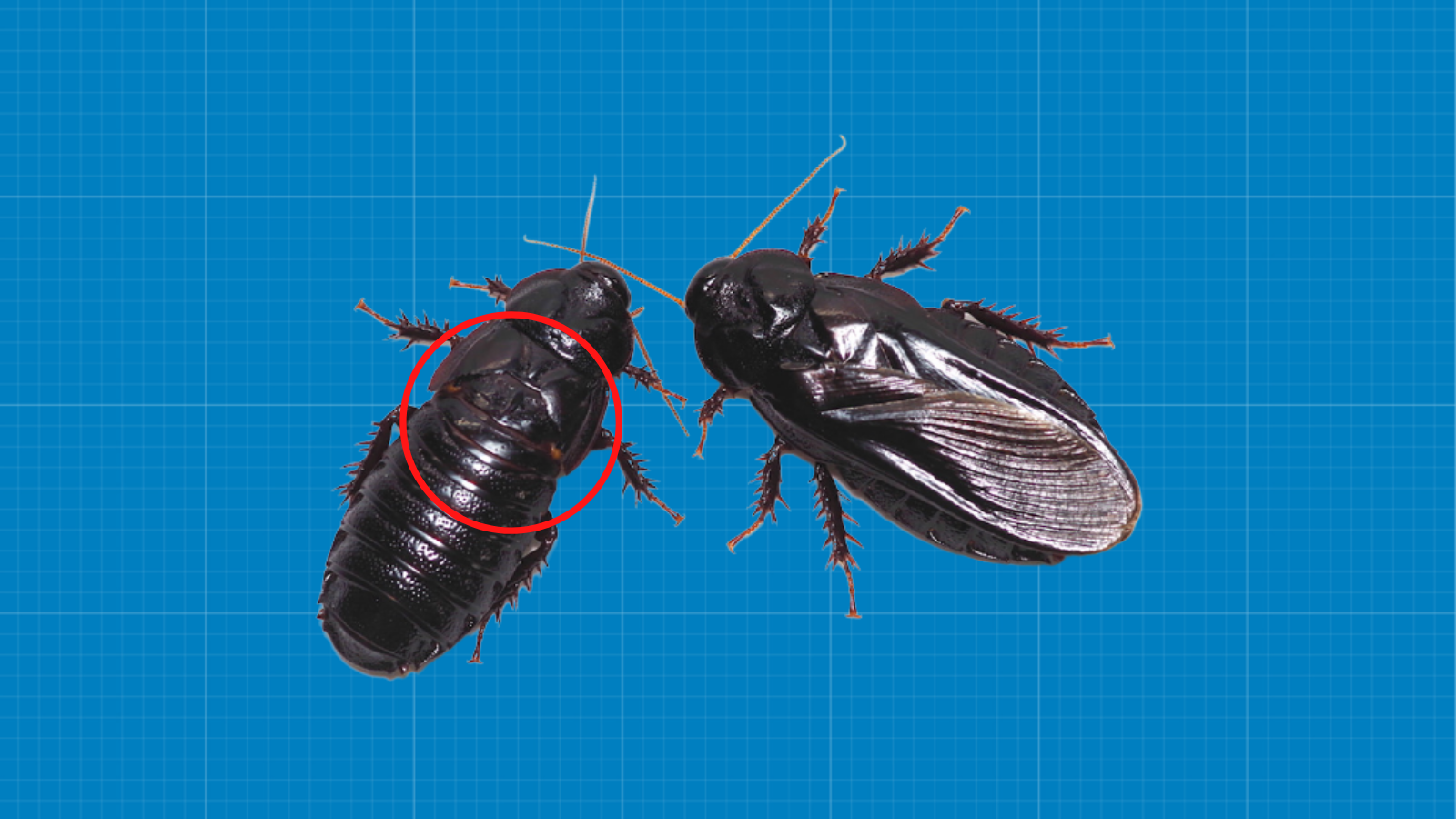 Cockroaches Eat Each Other After Sex and Here's Why | IE