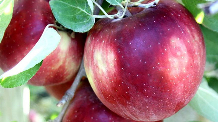 Long-Awaited Debut of New Apple Variety, Cosmic Crisp, Finally Hits Markets