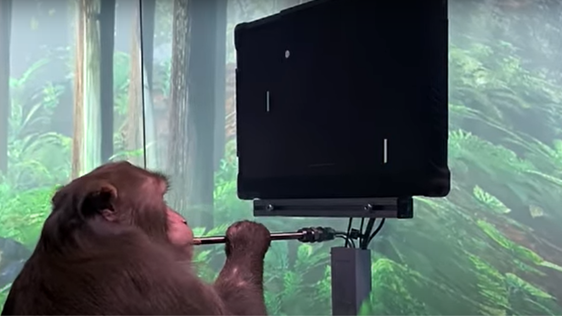 Neuralink Monkey death: Neuralink admits monkeys died during its ...